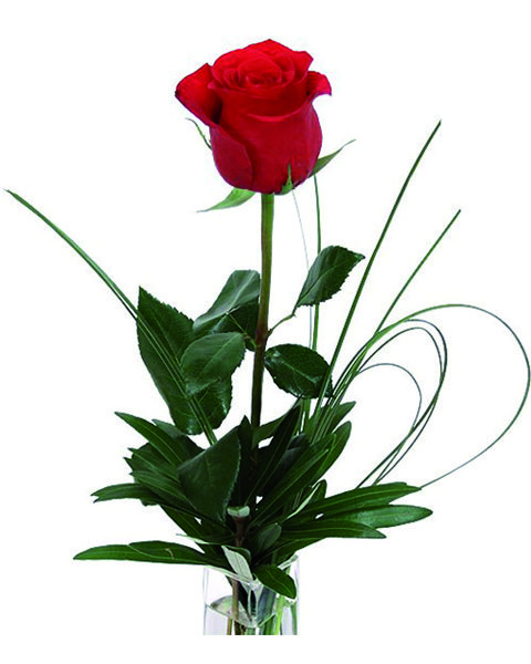 Una rosa a stelo lungo rossa con spedizione a domicilio